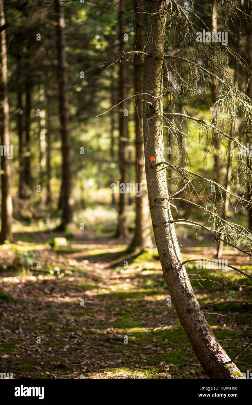 Natural and wild woodland environment in sunshine, Woodland Landscape ...