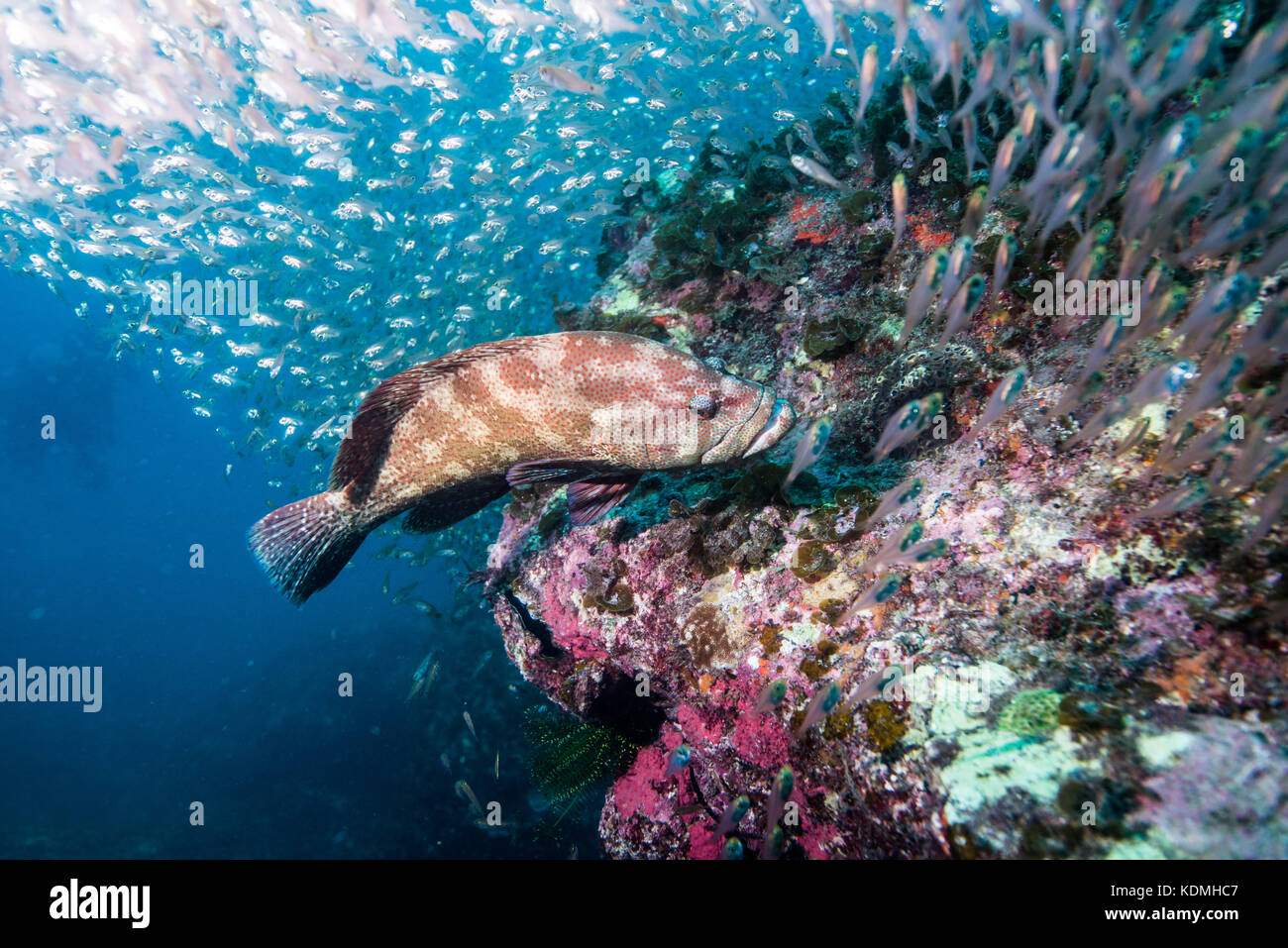 Tomato hind, Cephalopholis sonnerati (Valenciennes, 1828) swimming with ...