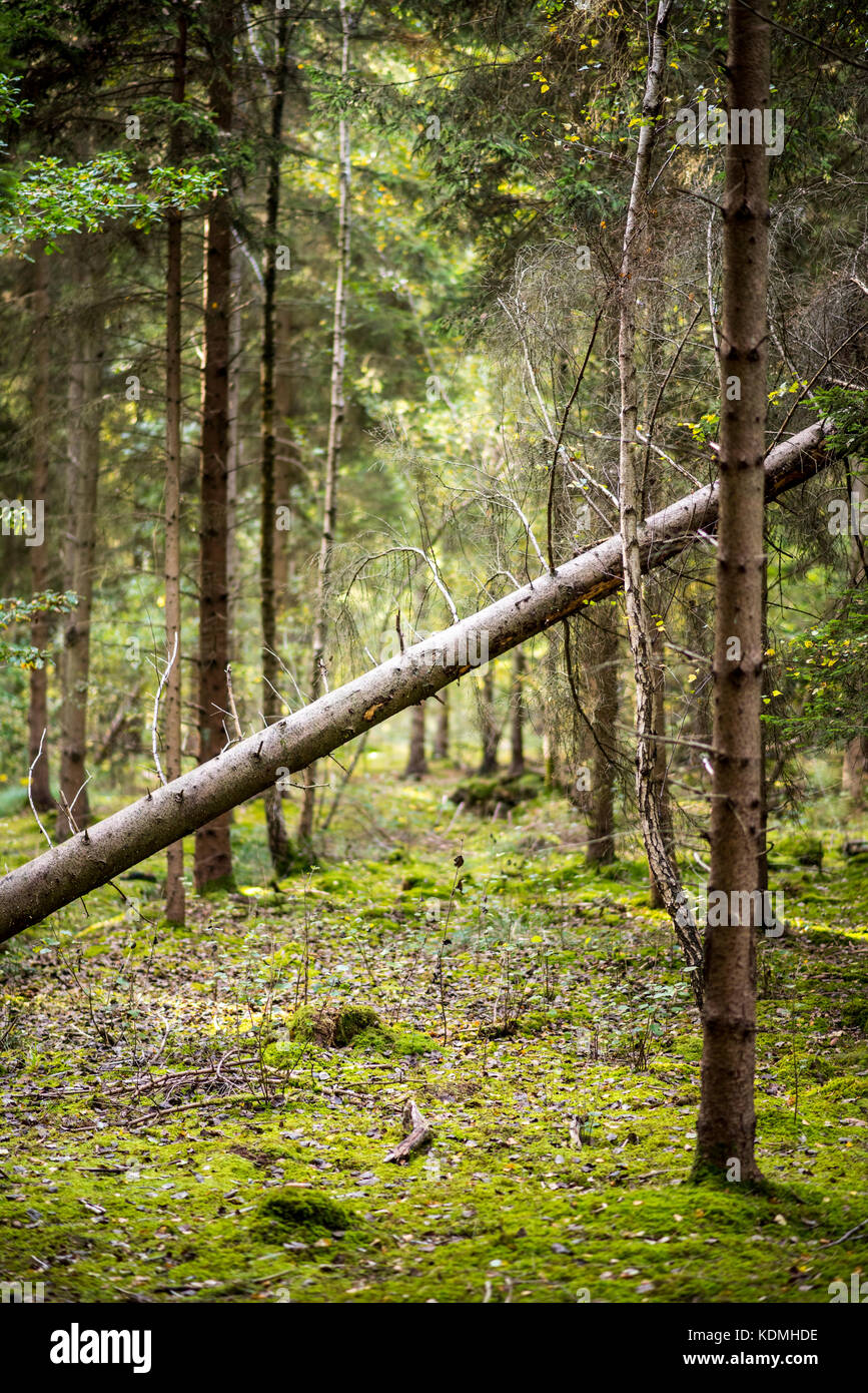 Fallen tree in Woodland Landscape. UK Stock Photo - Alamy