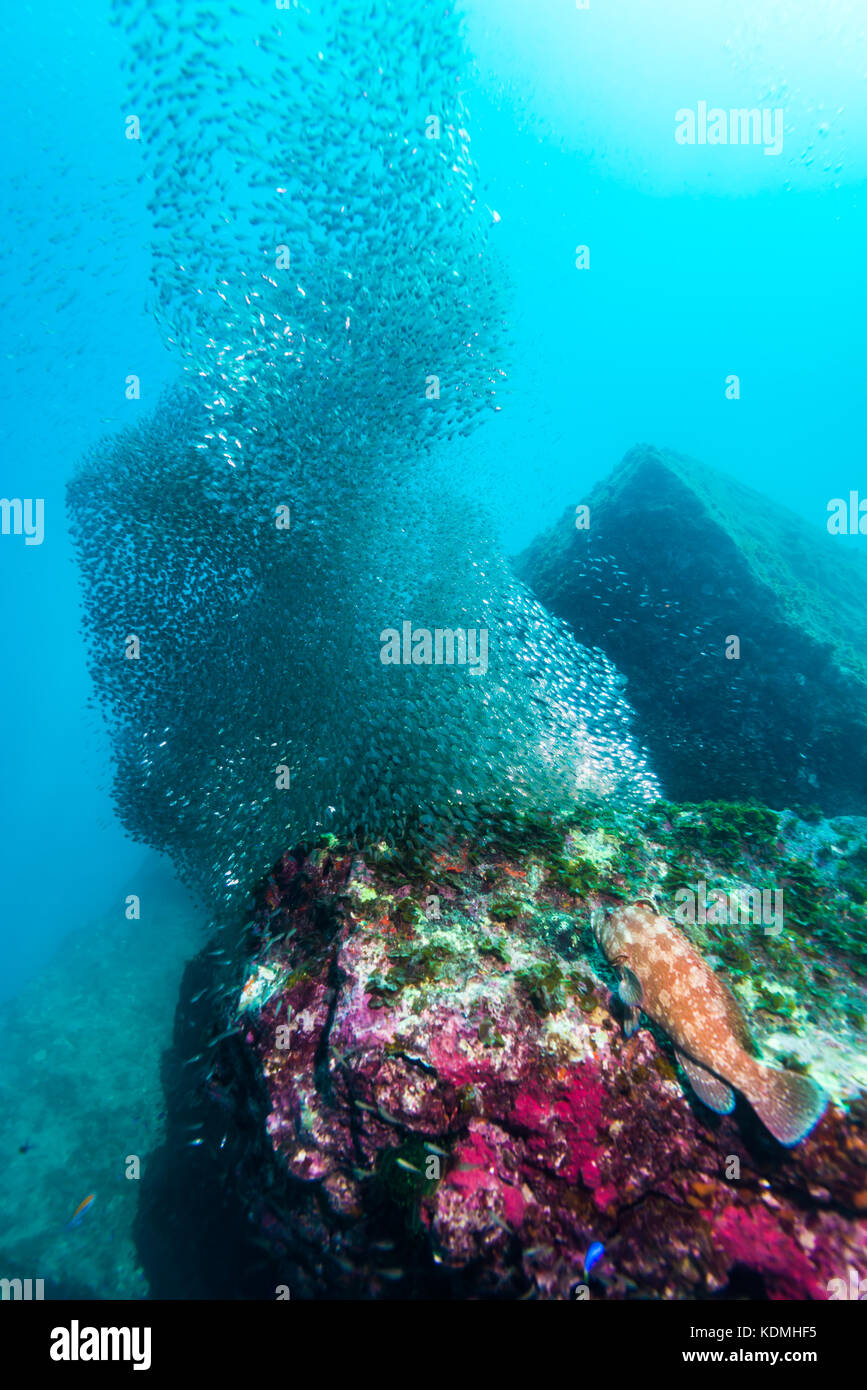 Tomato hind, Cephalopholis sonnerati (Valenciennes, 1828) looking up ...