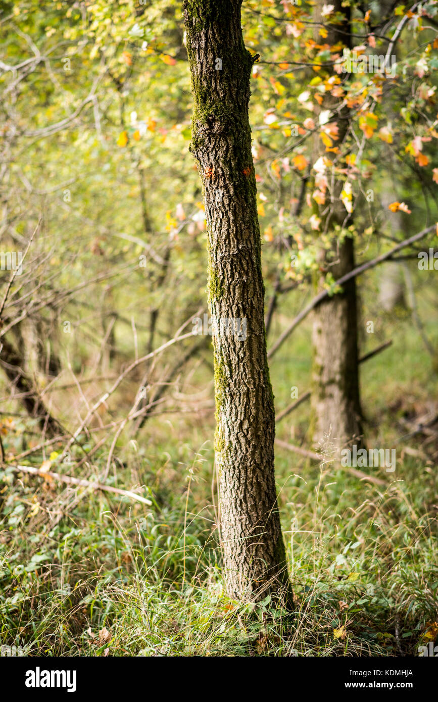 Curved tree trunks in woodland environment, Woodland Landscape, UK ...