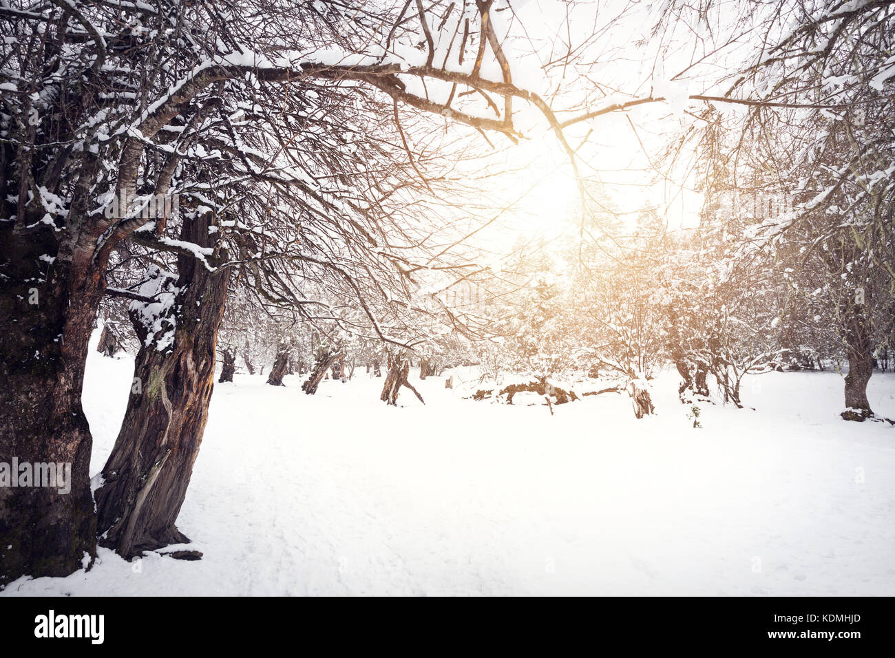 Snowy day in park Stock Photo - Alamy