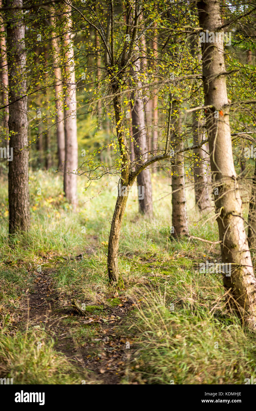 Curved tree trunks in woodland environment, Woodland Landscape, UK ...