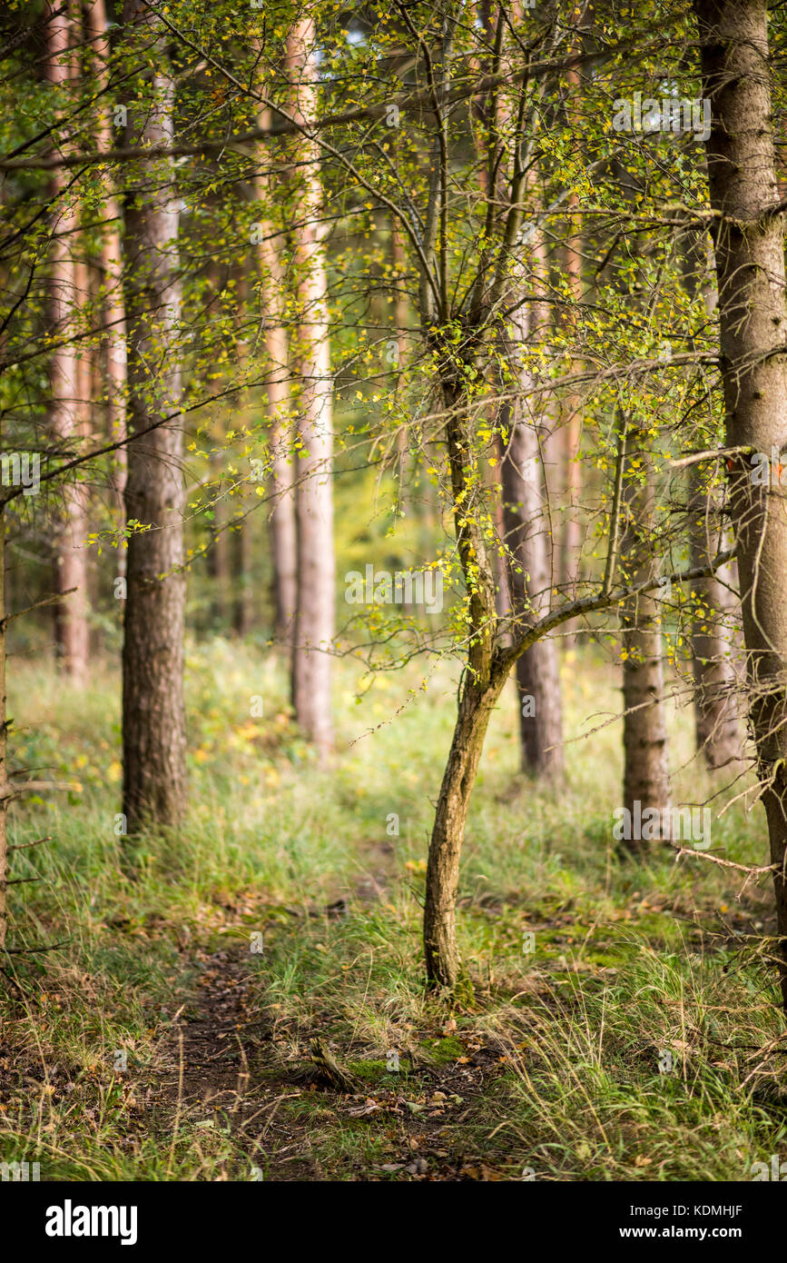 Curved tree trunks in woodland environment, Woodland Landscape, UK ...