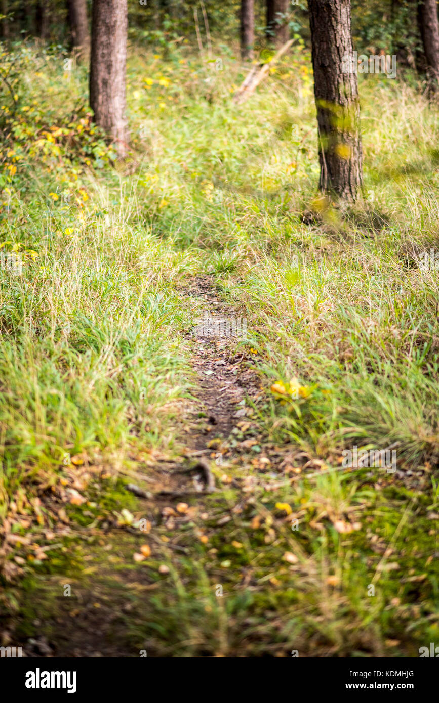 Curved tree trunks in woodland environment, Woodland Landscape, UK ...