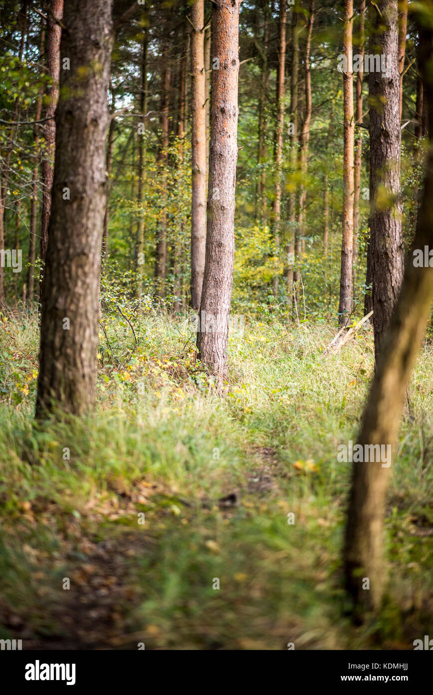 Curved tree trunks in woodland environment, Woodland Landscape, UK ...