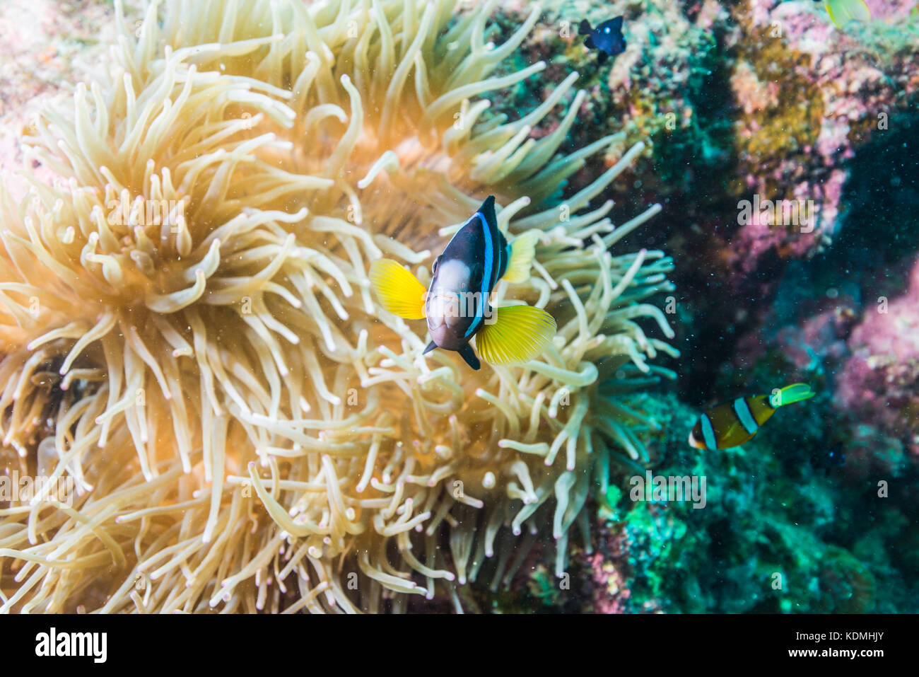 Yellowtail clownfish, Amphiprion clarkii (Bennett, 1830) and big sea ...