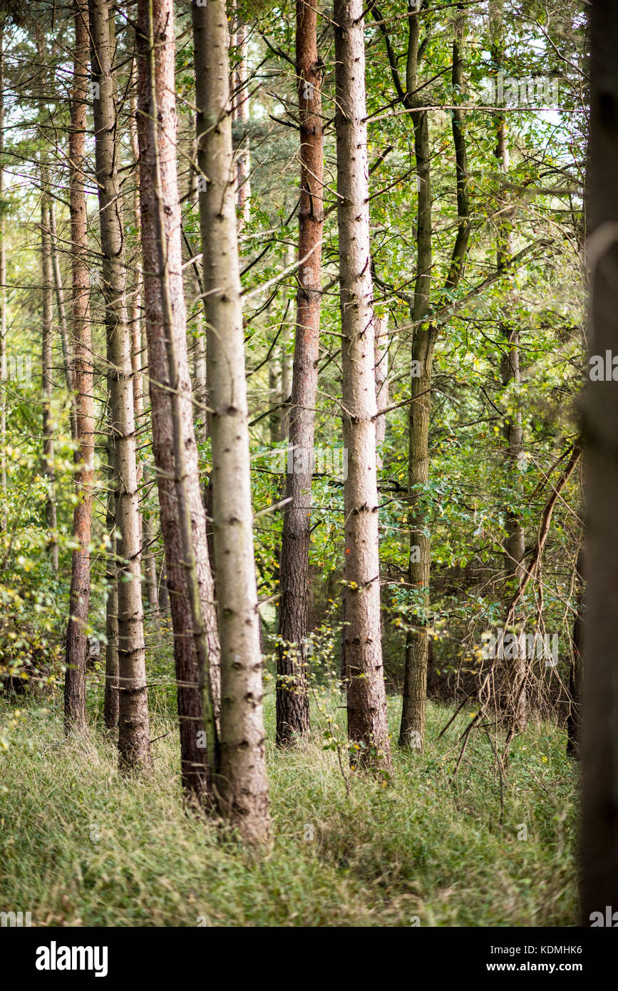Natural woodland environment with long grass, Woodland Landscape. UK ...