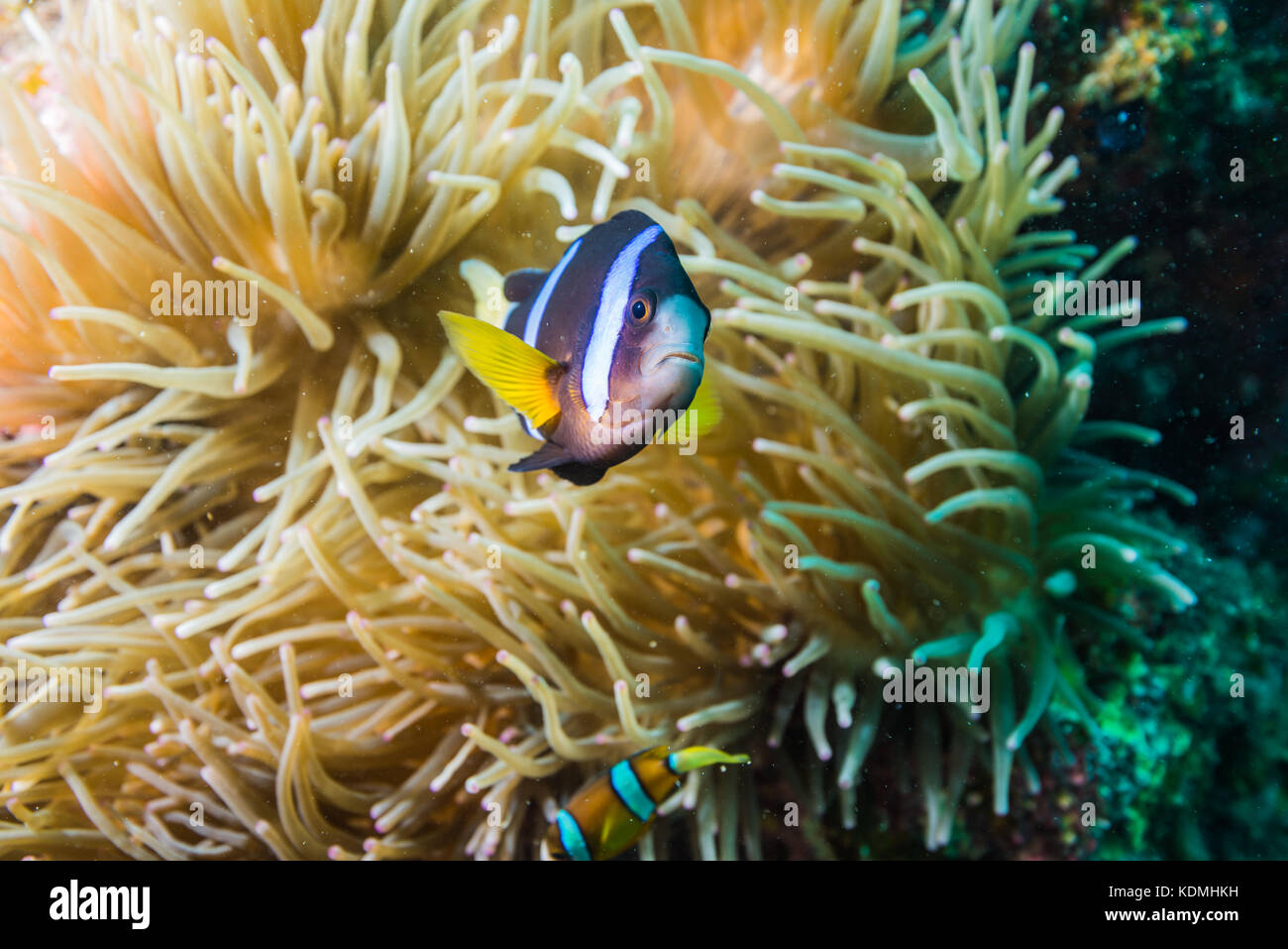 Yellowtail clownfish, Amphiprion clarkii (Bennett, 1830) and big sea ...