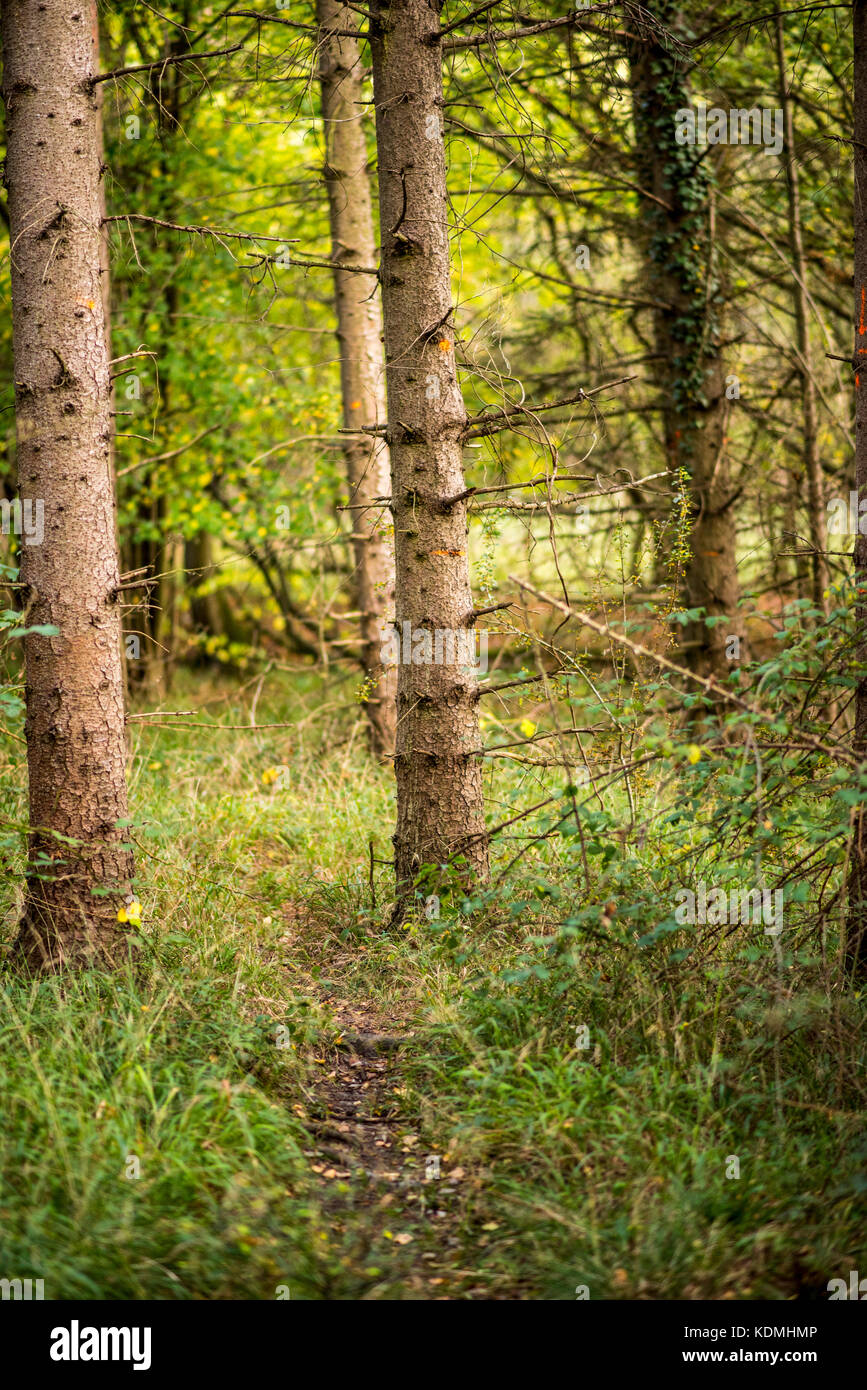 Natural woodland environment with long grass, Woodland Landscape. UK ...