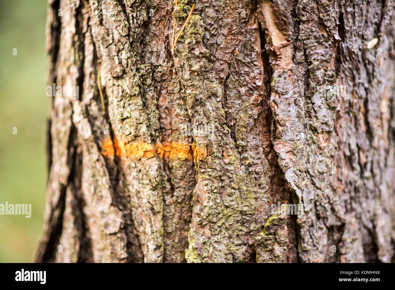 Tree trunk with textured bark and forestry markings, Woodland Landscape ...