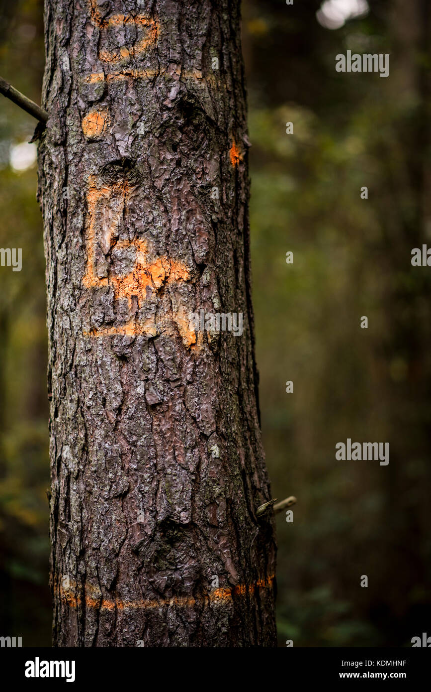 Tree trunk with textured bark and forestry markings, Woodland Landscape ...