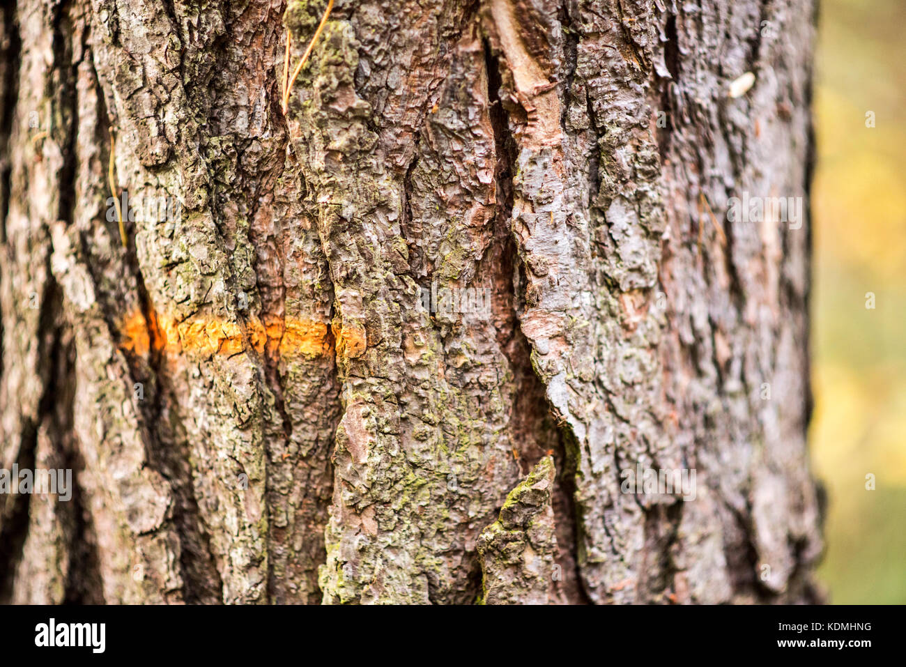 Tree trunk with textured bark and forestry markings, Woodland Landscape ...
