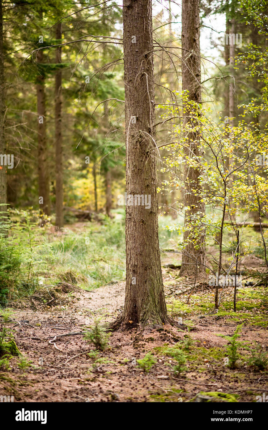 Tree trunks in natural Woodland environment, Landscape UK Stock Photo ...