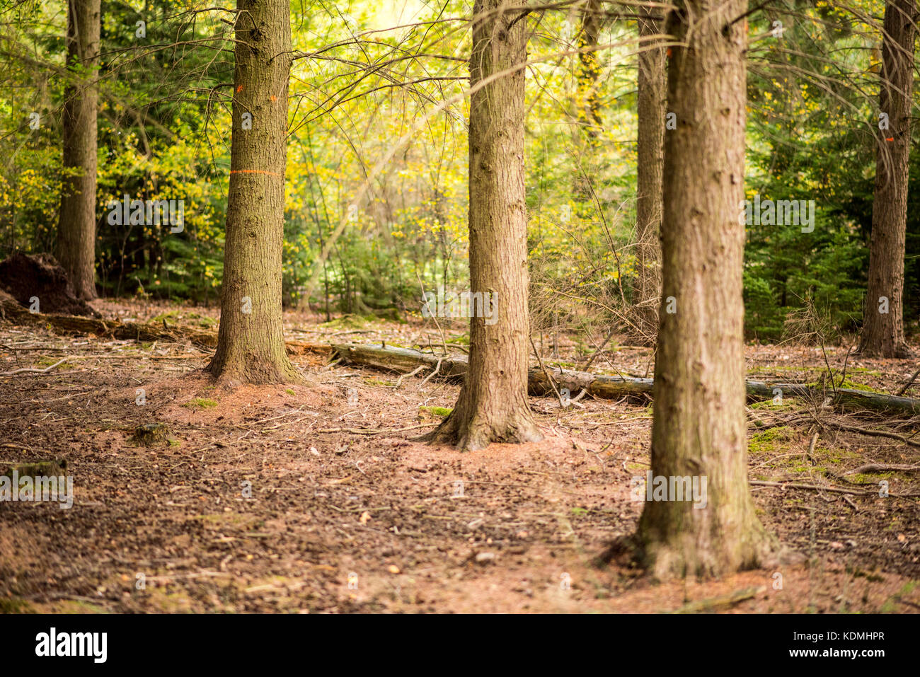 Tree trunks in natural Woodland environment, Landscape UK Stock Photo ...
