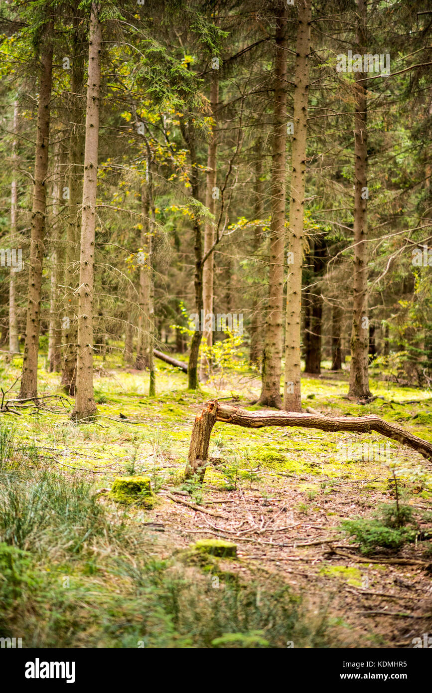 Fallen tree in natural Woodland Landscape, UK Stock Photo - Alamy