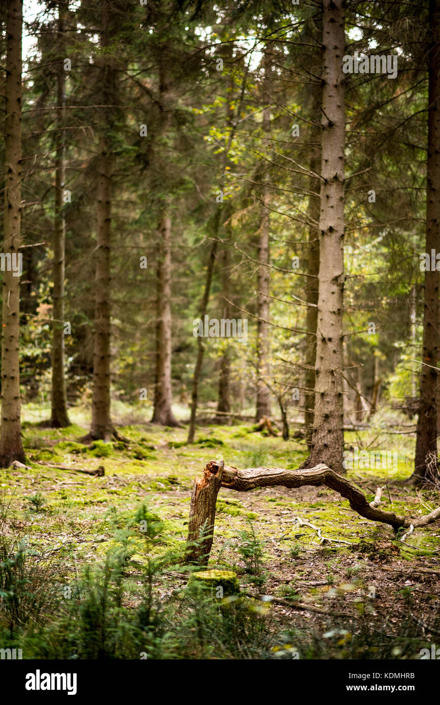 Fallen tree in natural Woodland Landscape, UK Stock Photo - Alamy