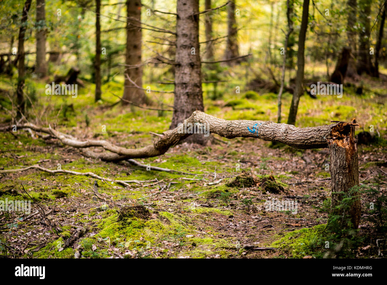 Fallen tree in natural Woodland Landscape, UK Stock Photo - Alamy