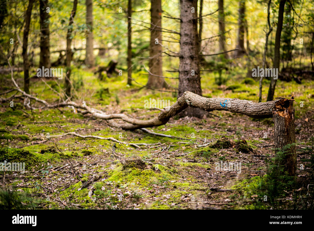 Fallen tree in natural Woodland Landscape, UK Stock Photo - Alamy