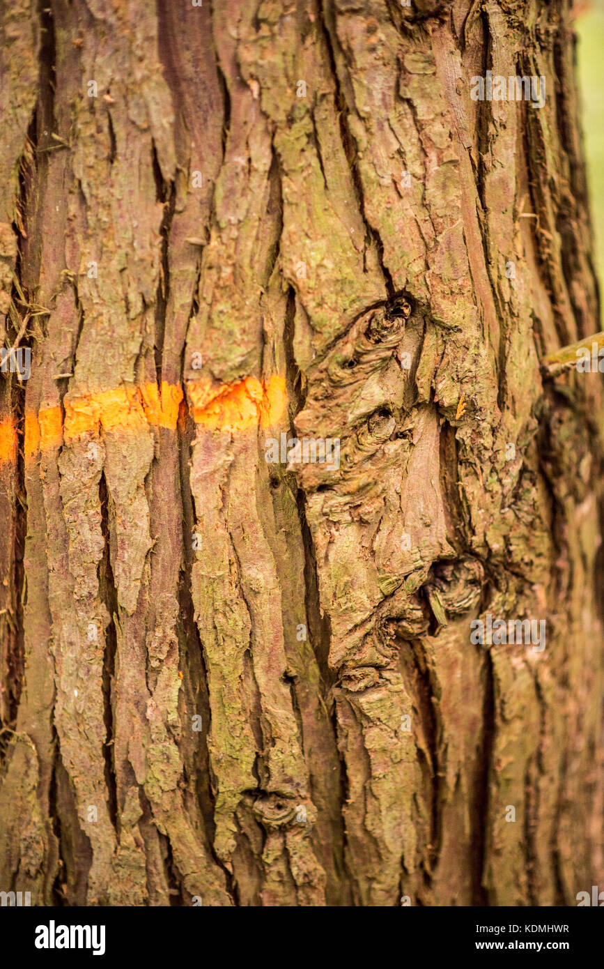 Tree trunk with texture and forestry marking Woodland Landscape Stock ...