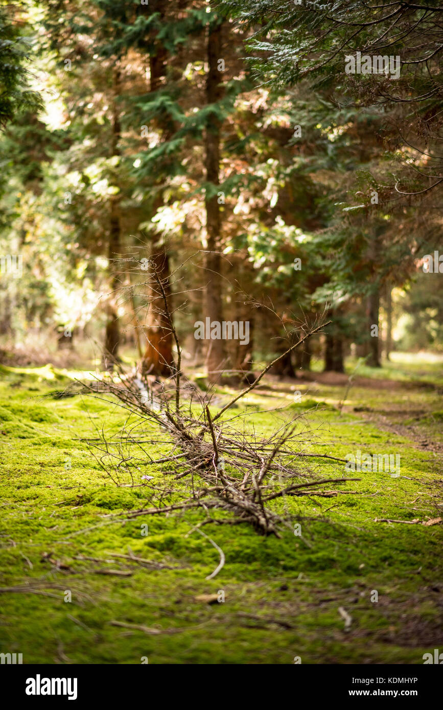 Fallen tree branch on moss covered floor, woodland UK Stock Photo - Alamy