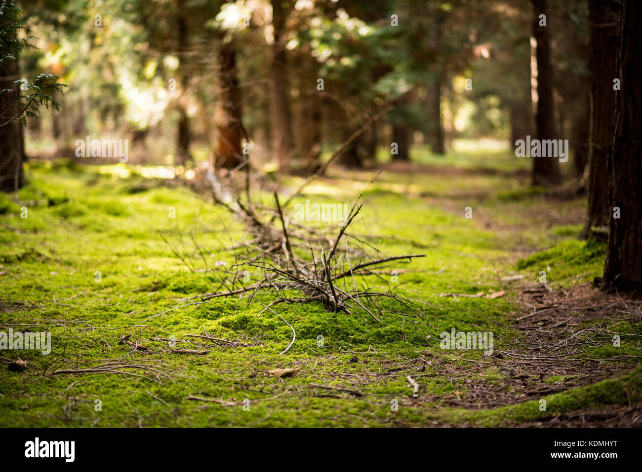 Fallen tree branch on moss covered floor, woodland UK Stock Photo - Alamy