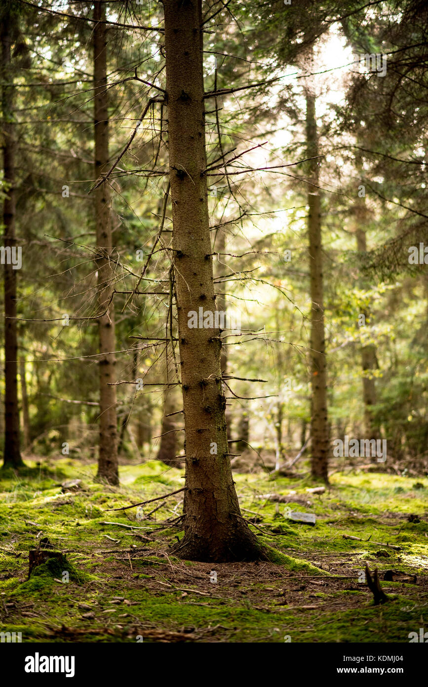 Sunlight through tree trunks in a Woodland Landscape, UK Stock Photo ...