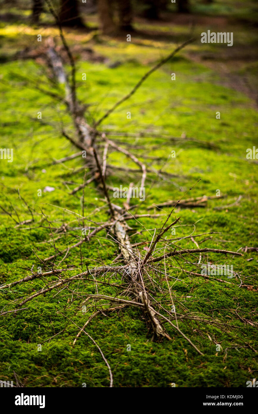Fallen decaying tree branch on moss covered floor, Woodland Landscape ...