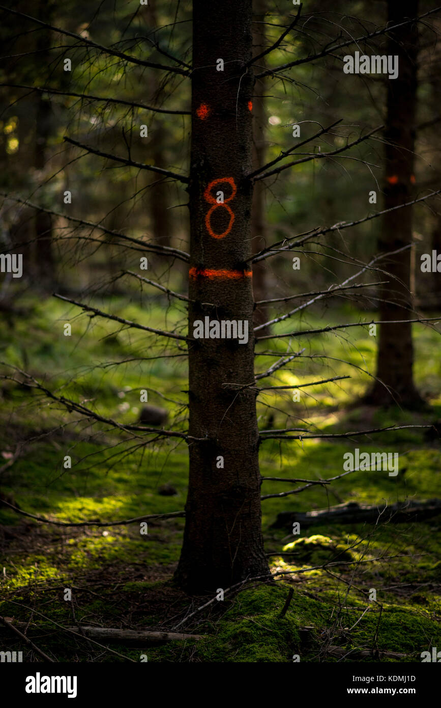 Tree trunks with forestry markings, Woodland Landscape, UK Stock Photo ...
