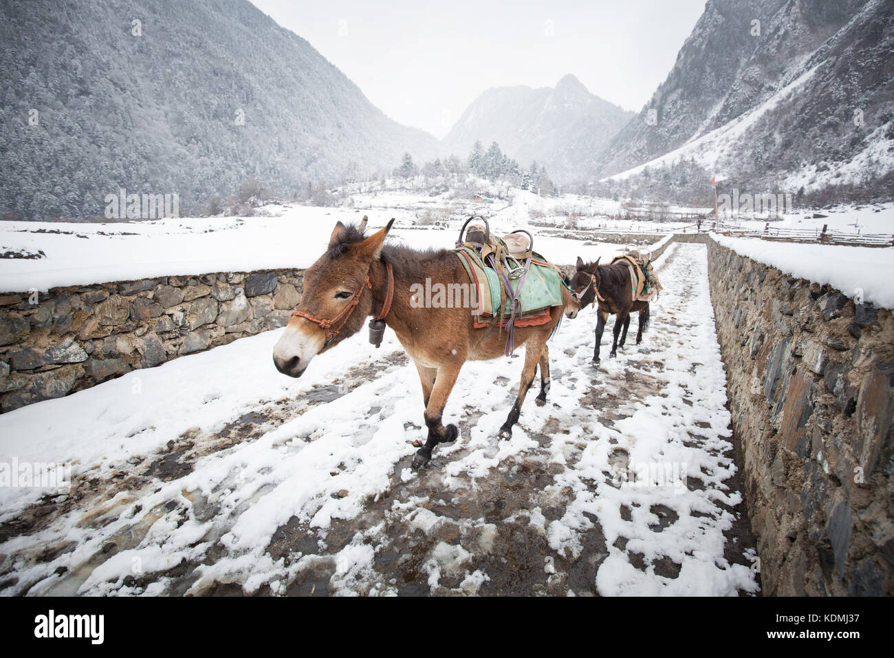 Donkey walking in countryside Stock Photo - Alamy