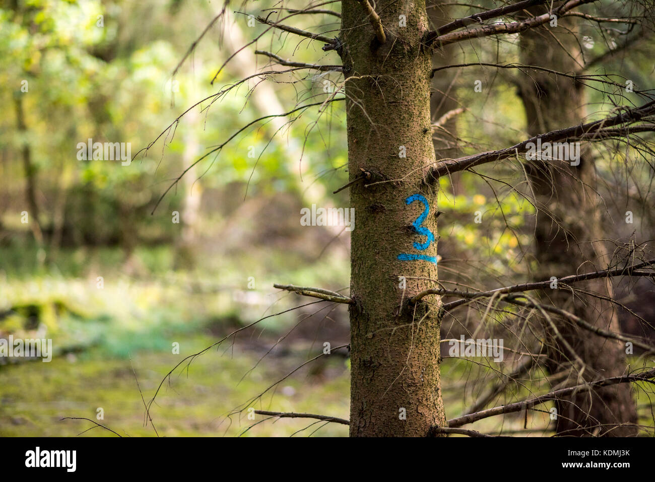 Blue forestry marking on a tree trunk Woodland Landscape, UK Stock ...