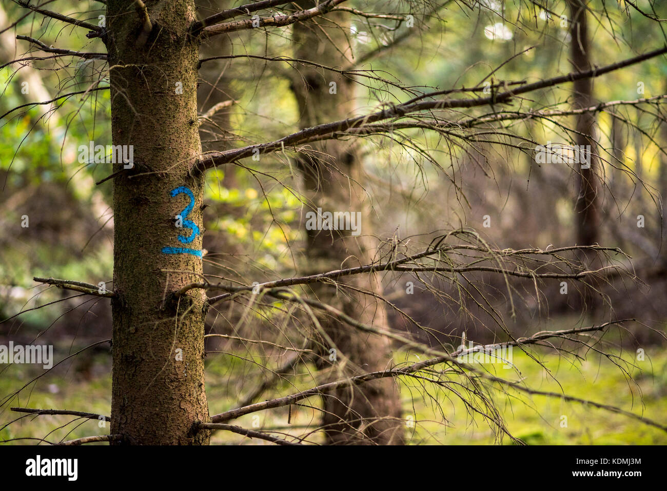Blue forestry marking on a tree trunk Woodland Landscape, UK Stock ...