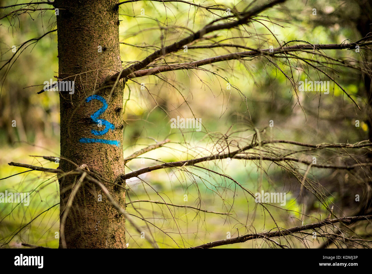 Blue forestry marking on a tree trunk Woodland Landscape, UK Stock ...