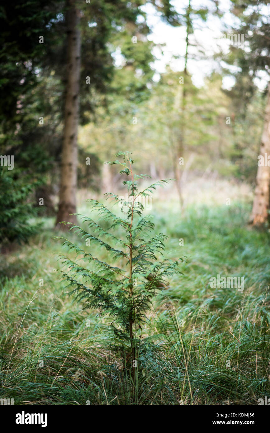 Tree sappling hi-res stock photography and images - Alamy