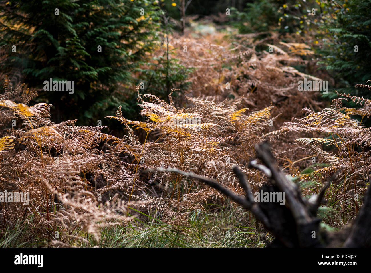 Ferns changing colour in a natural Woodland Landscape, UK Stock Photo ...
