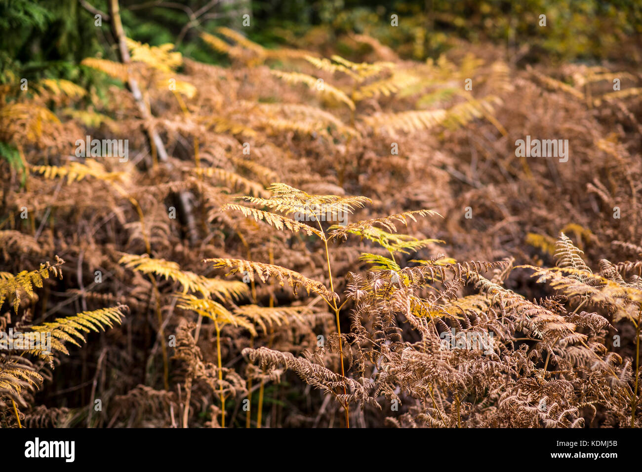 Ferns changing colour in a natural Woodland Landscape, UK Stock Photo ...