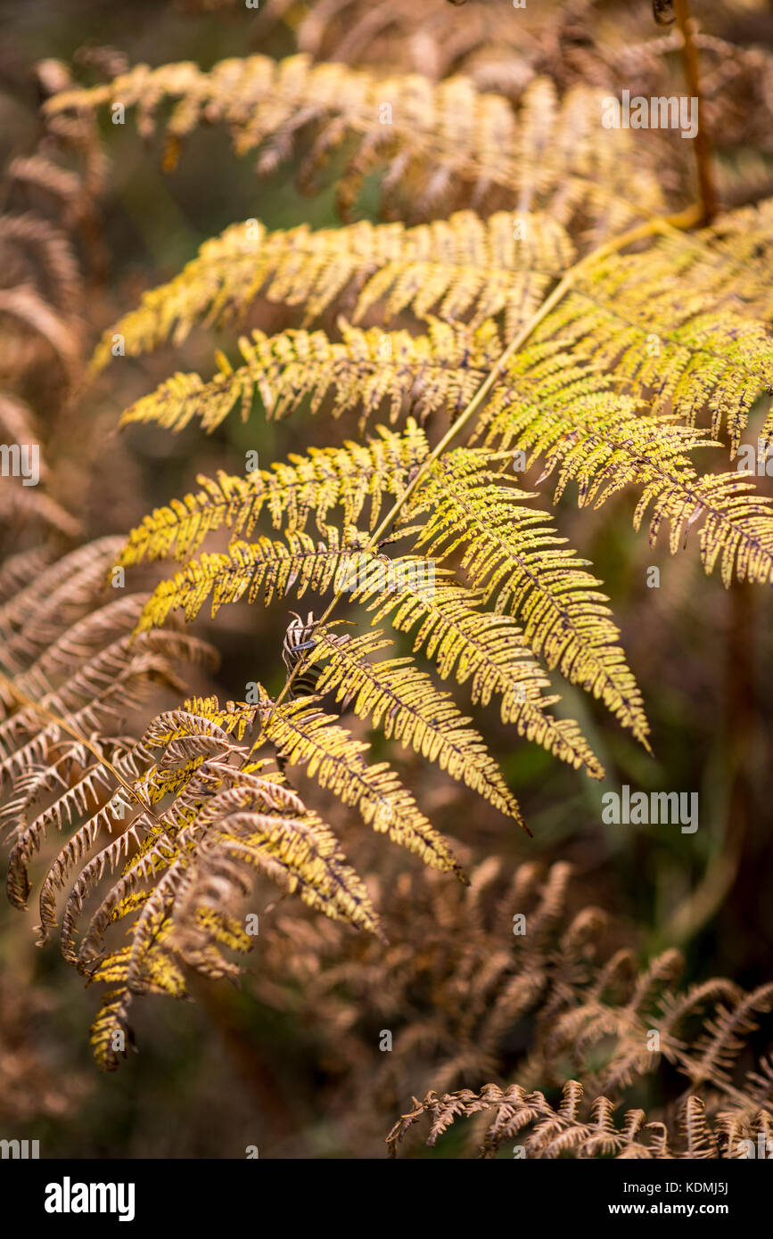 Ferns changing colour in a natural Woodland Landscape, UK Stock Photo ...