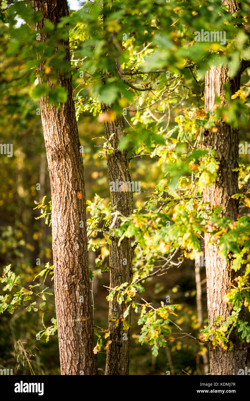 Autumnal tree trunks in a Woodland Landscape, UK Stock Photo - Alamy