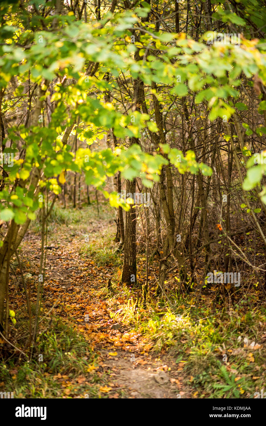 Autumnal trees along a scenic footpath natural Woodland Landscape, uk ...