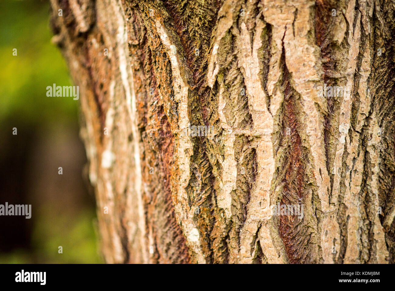 Textured tree trunk in Woodland Landscape, uk Stock Photo - Alamy