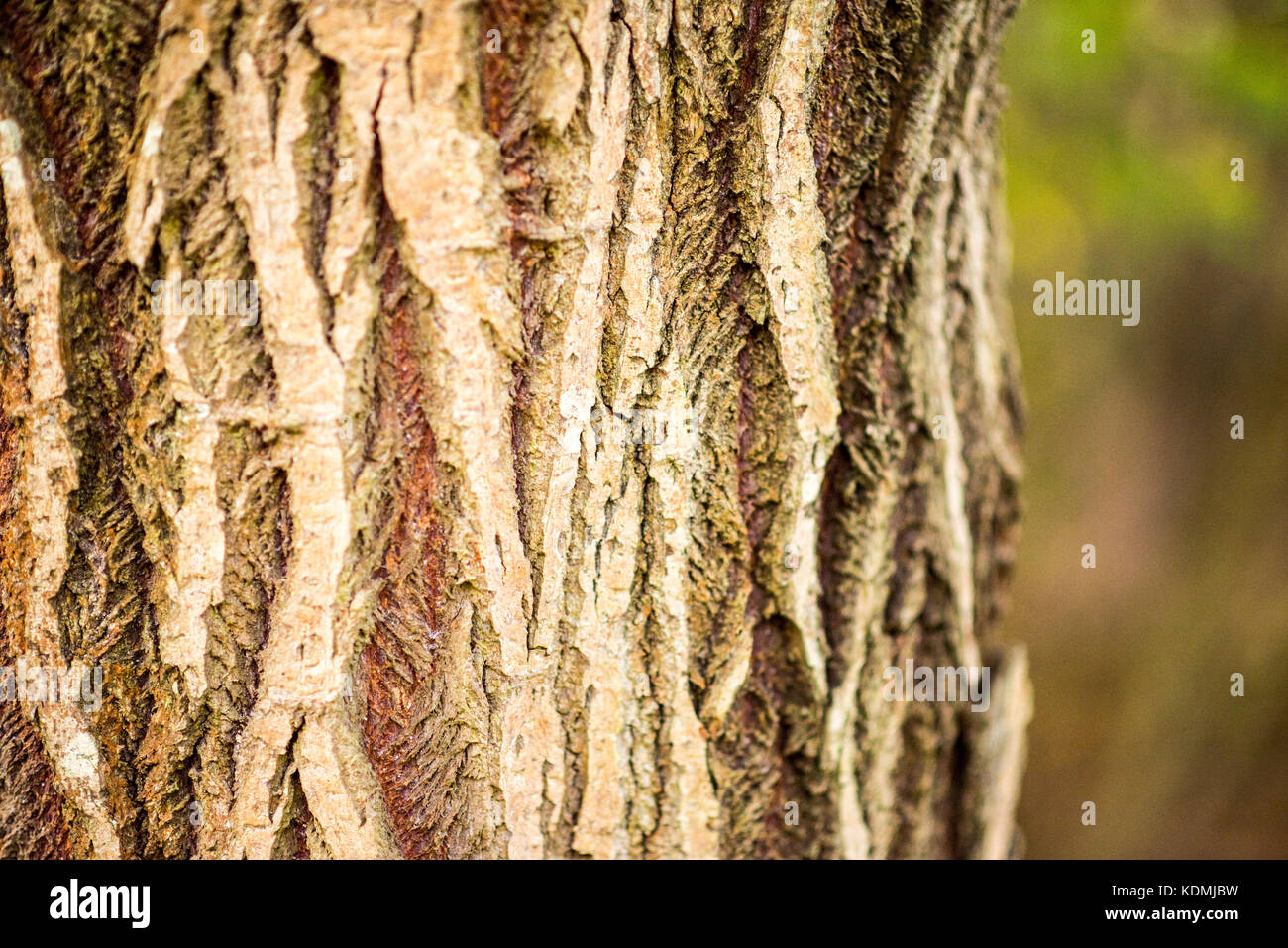 Textured tree trunk in Woodland Landscape, uk Stock Photo - Alamy