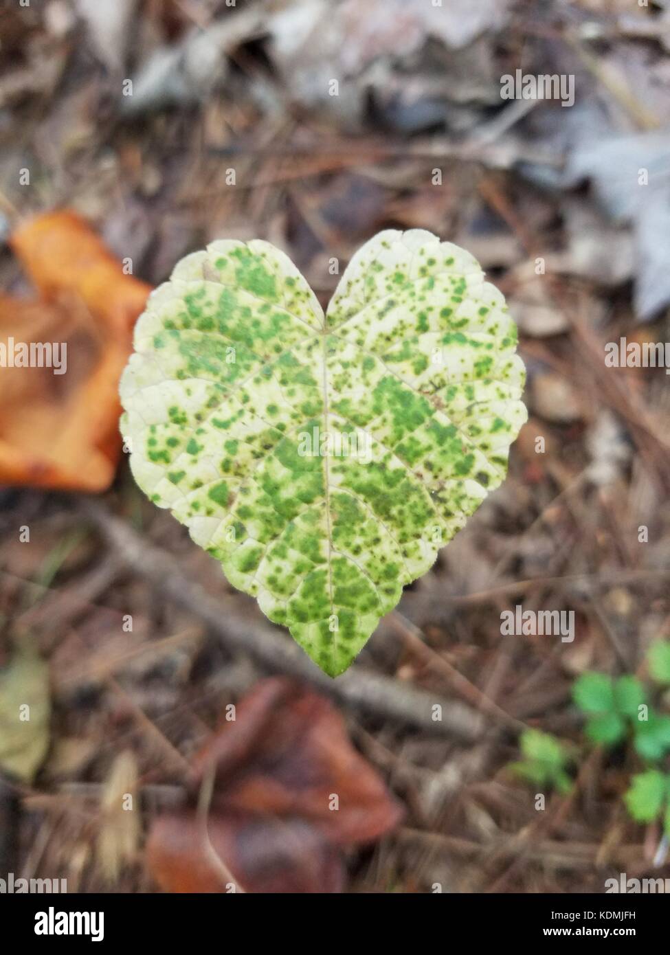 Heart shaped leaf hi-res stock photography and images - Alamy