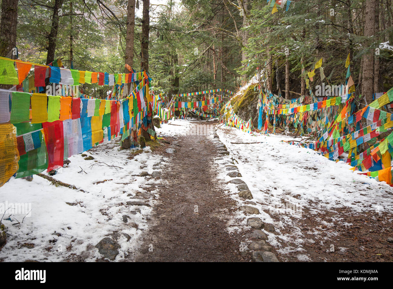 Prayer flags in forest Stock Photo - Alamy