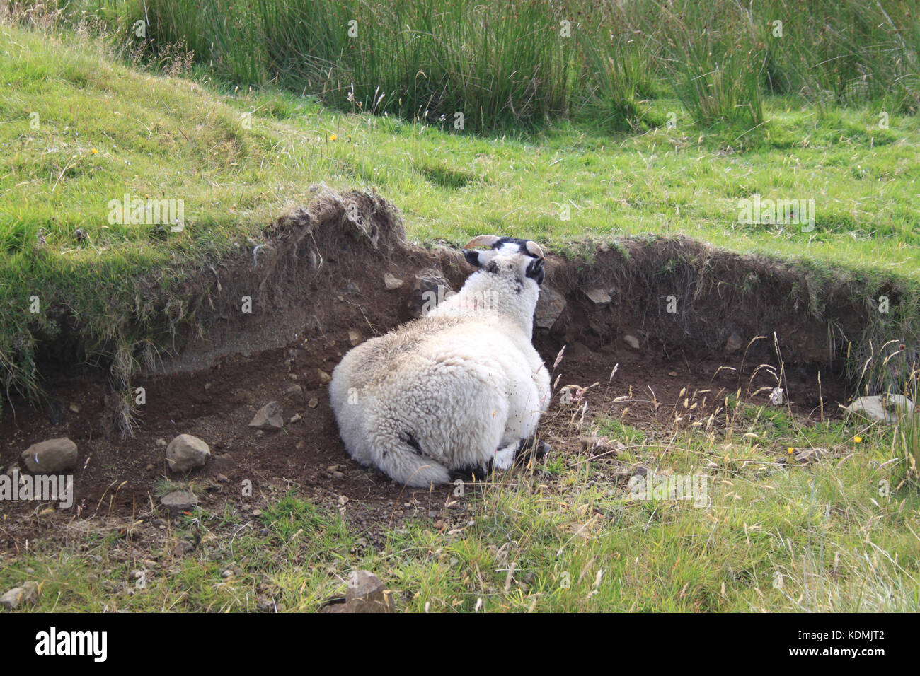 Laying background sheep hi-res stock photography and images - Alamy