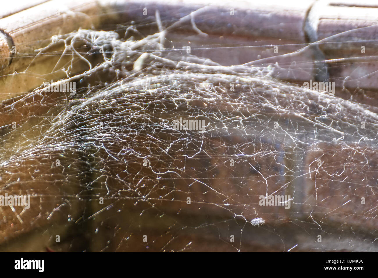 Triangle horror cobweb or spider web on wall background,horizontal ...