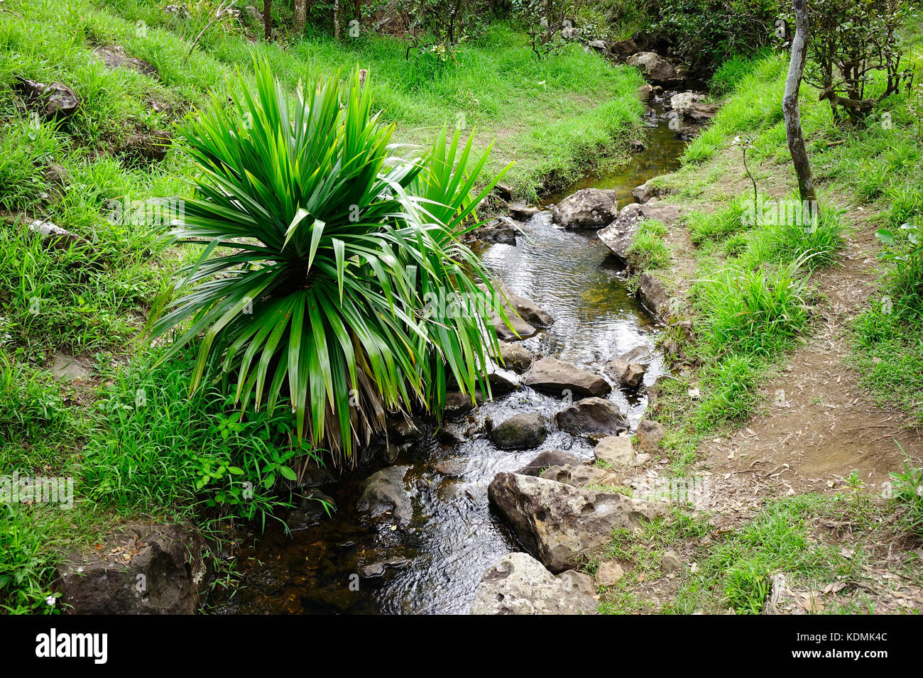 Plants at the botanic garden in Highlands, Mauritius Island Stock Photo ...