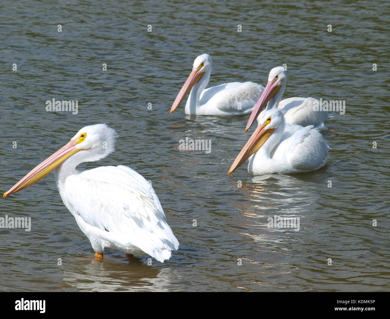 Big Wings and Little Wings in Migration - OL5882475 Stock Photo - Alamy