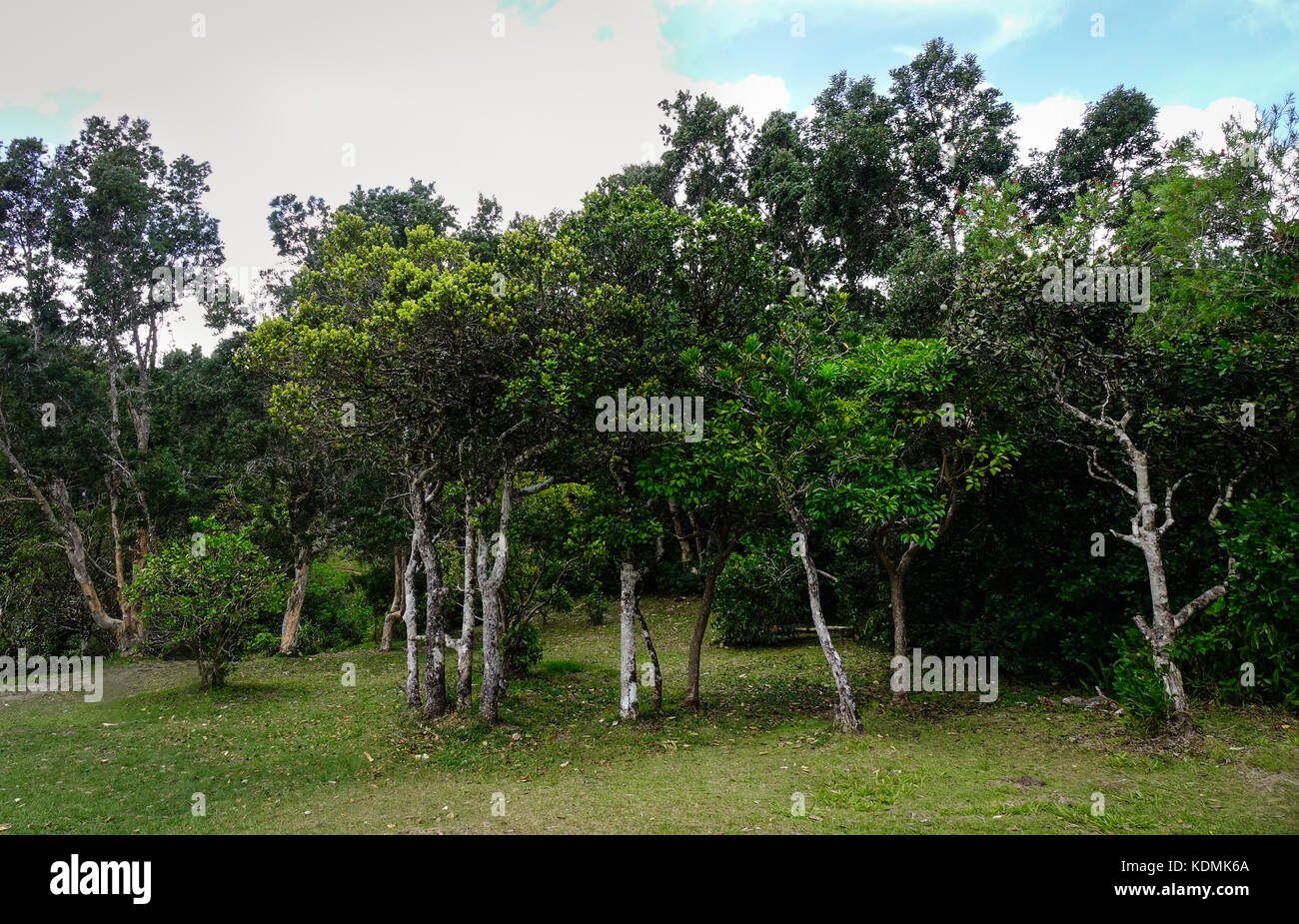 Trees at the forest in Central Highlands, Mauritius Island Stock Photo ...