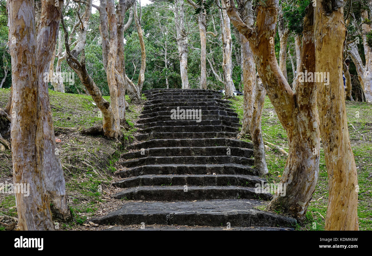 Stairs with many trees at the botanic garden in Highlands, Mauritius ...