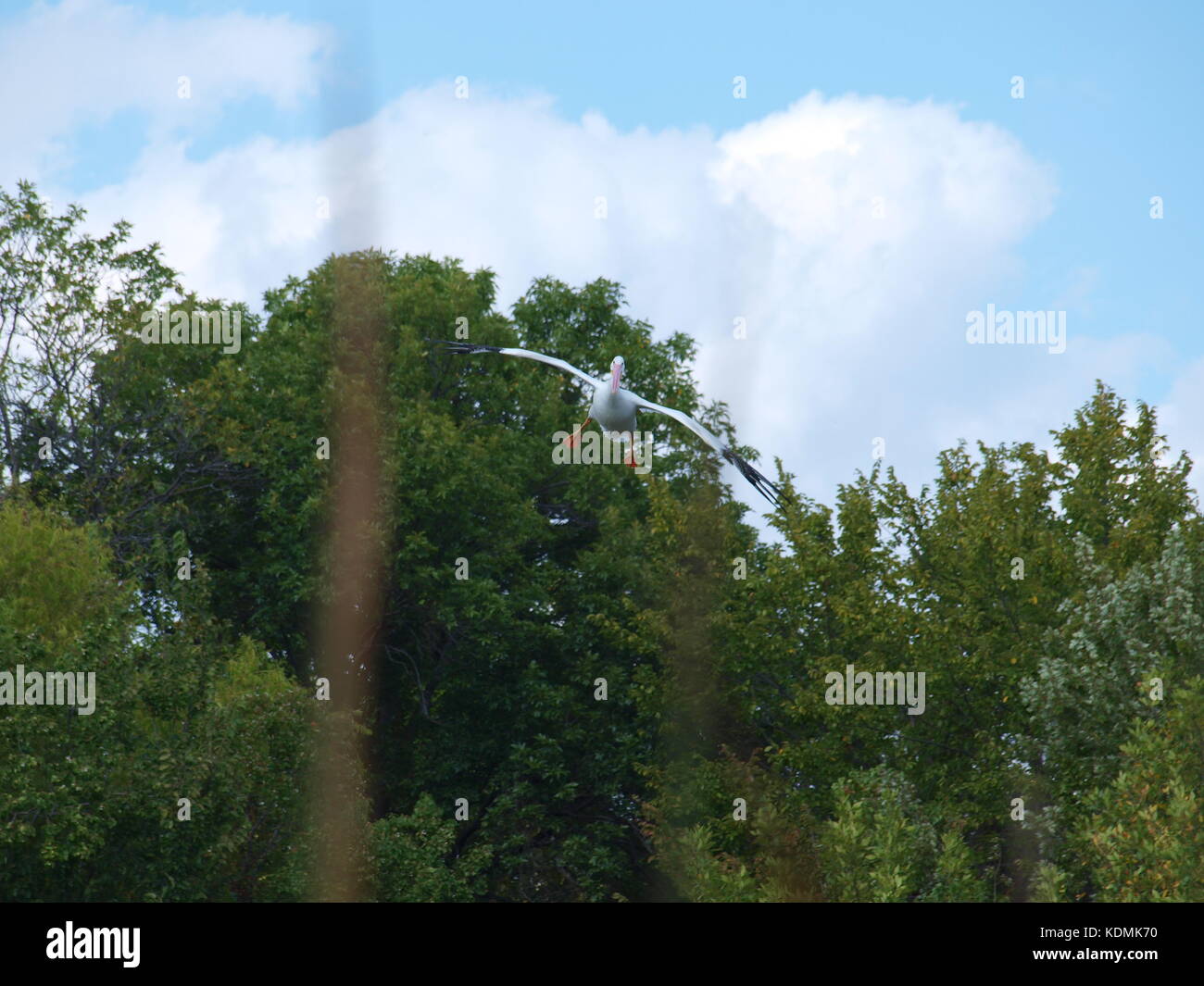 Big Wings and Little Wings in Migration - OL5882475 Stock Photo - Alamy